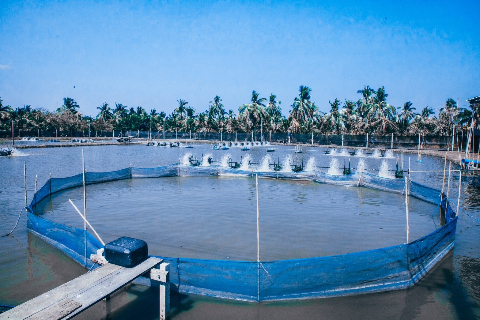 Why Barramundi Farms in Thailand are Better Than Ever: A Growing ...