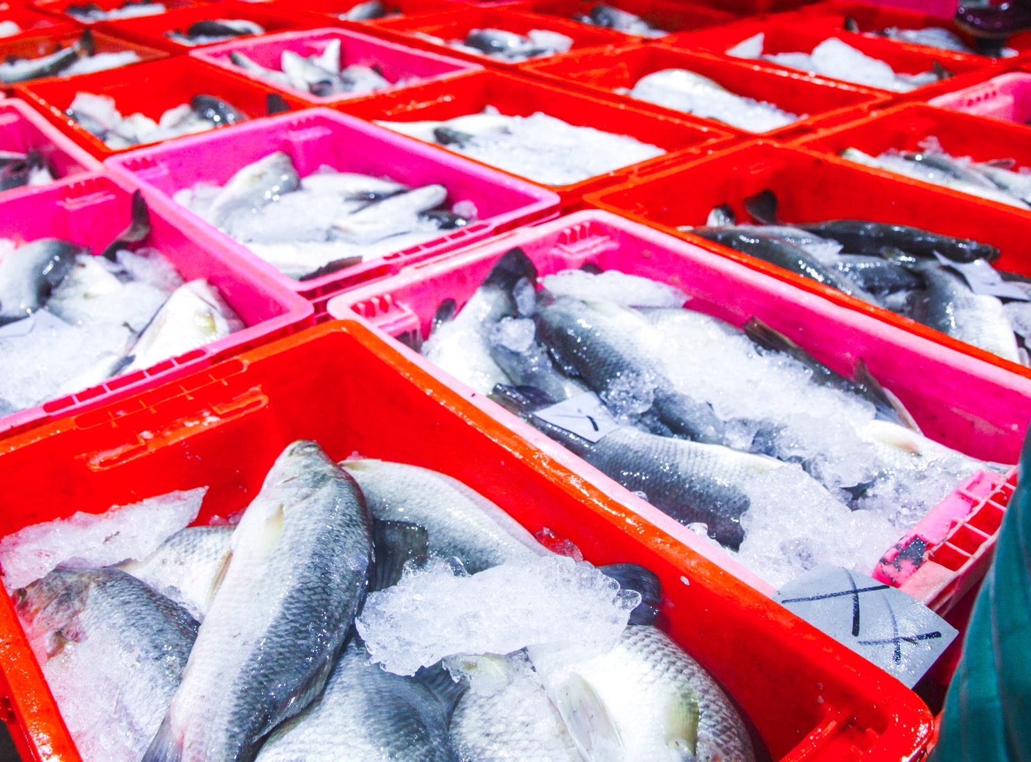 Barramundi: A Popular Choice in the Global Seafood Market - Barramundi ...