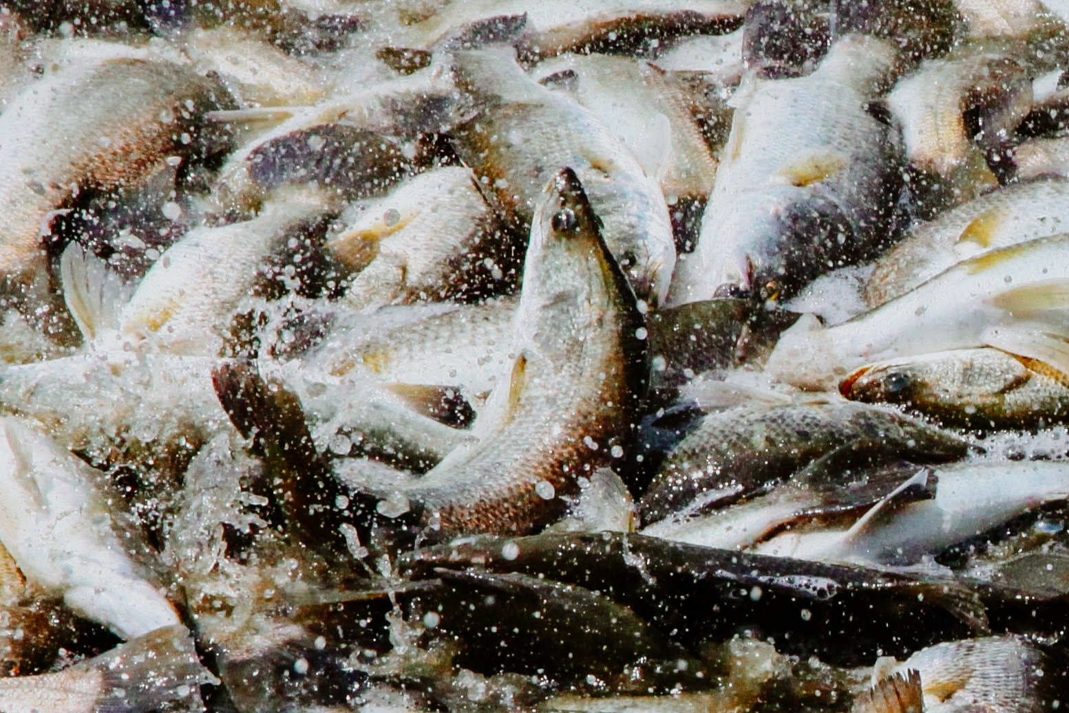 Why Farmed Barramundi is a Better Choice than Wild-Caught - Barramundi ...